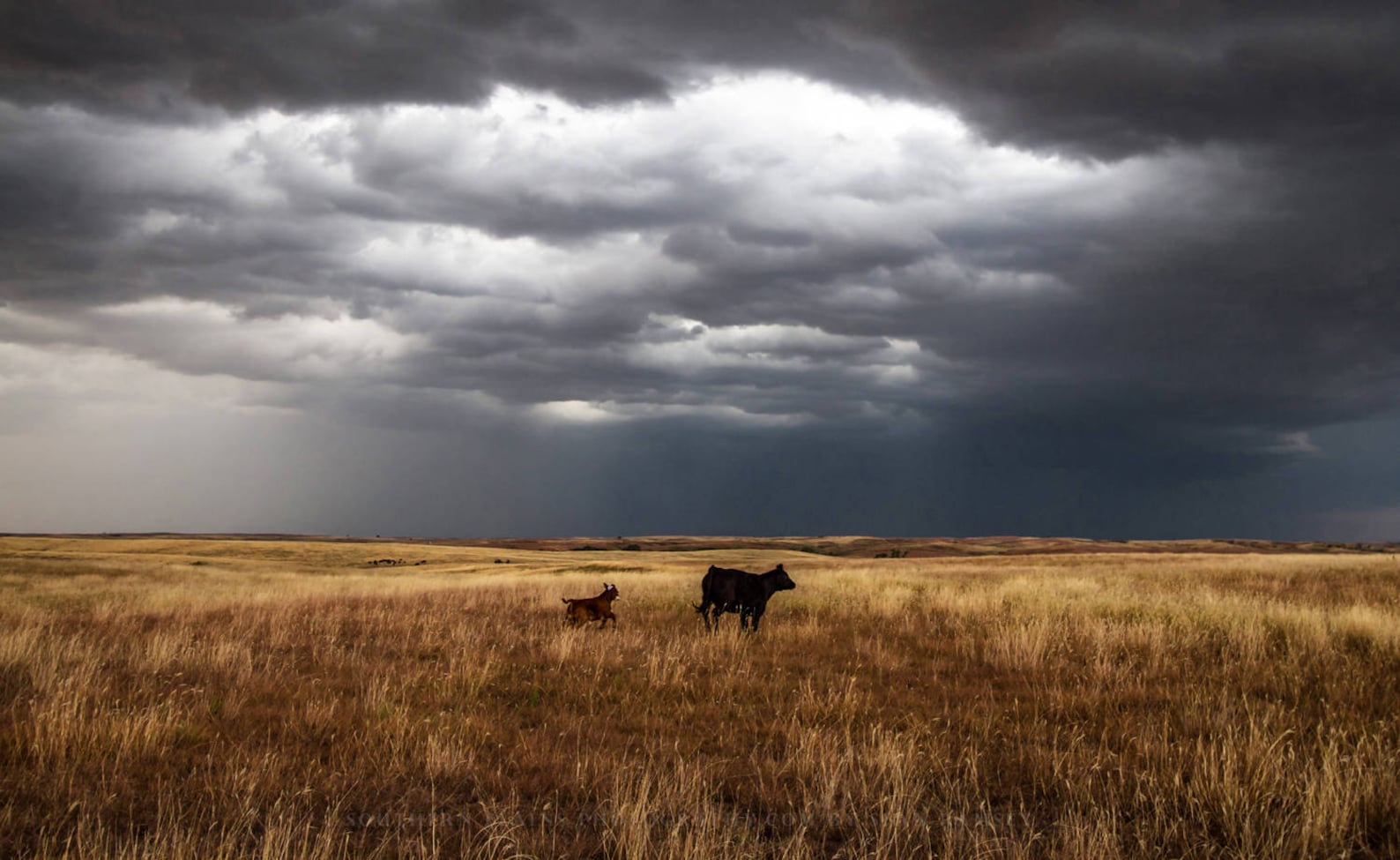 Cattle Photography Art Print Picture of Playful Calf and Cow | Etsy