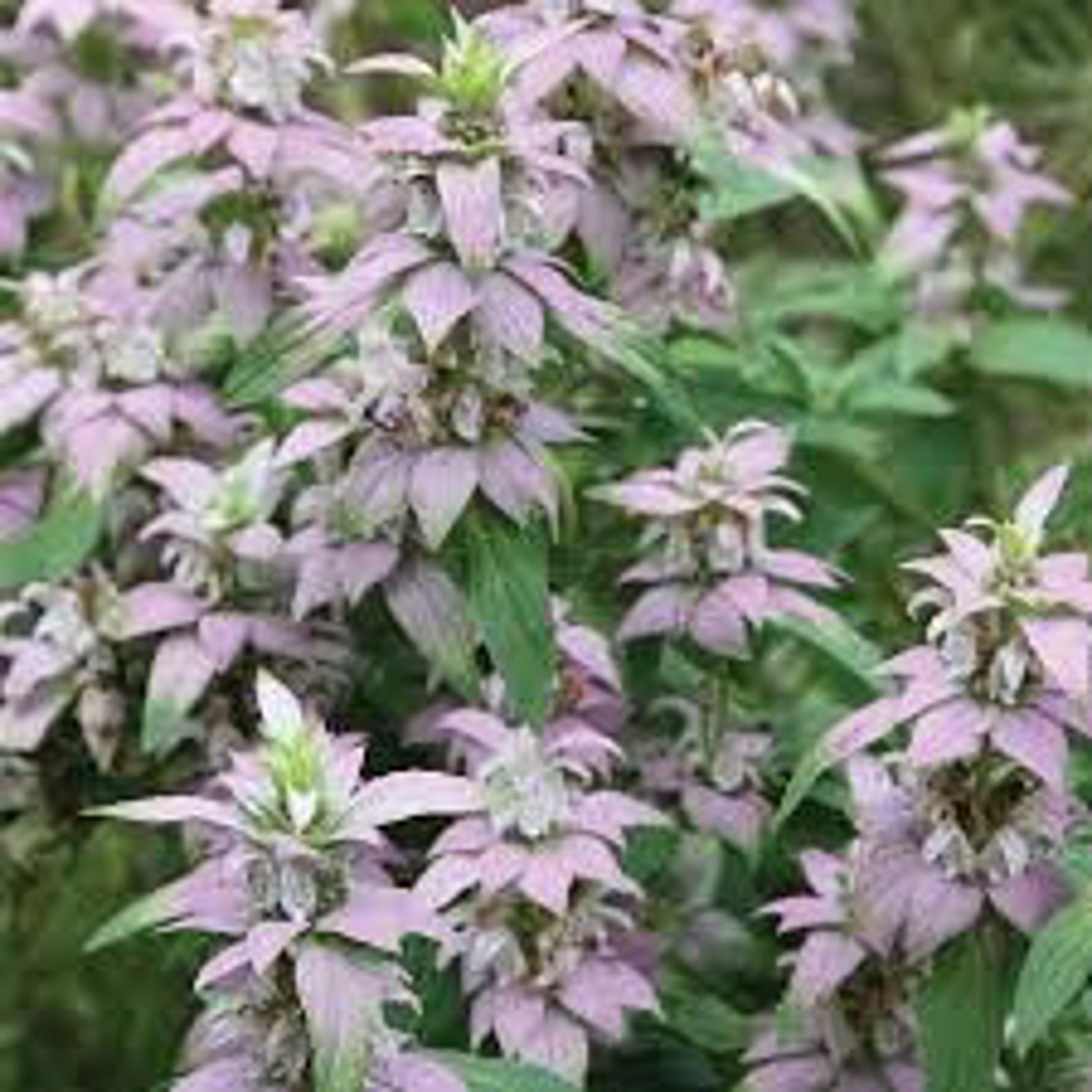 SEEDS: Spotted Horsemint (monarda Punctata), Native Perennial Medicinal ...