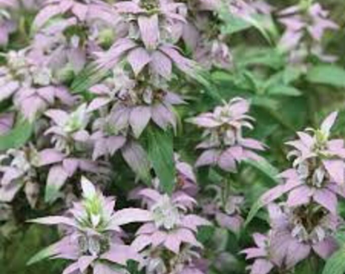 SEEDS: Spotted Horsemint (monarda Punctata), Native Perennial Medicinal ...