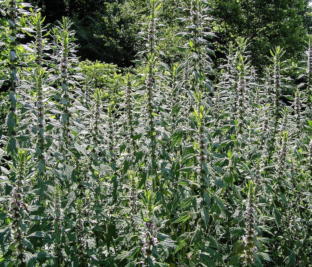 SEEDS: Motherwort (leonurus Cardiaca) - Etsy