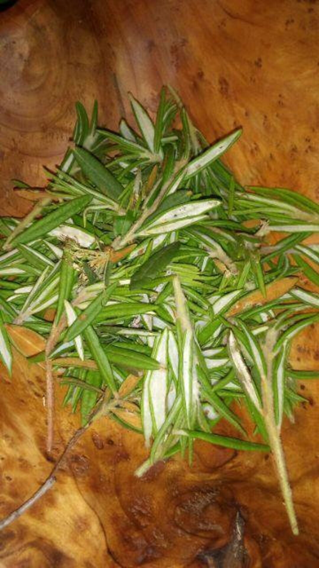Dried Swamp Tea (ledum Groenlandicum), AKA Labrador Tea, Traditional ...