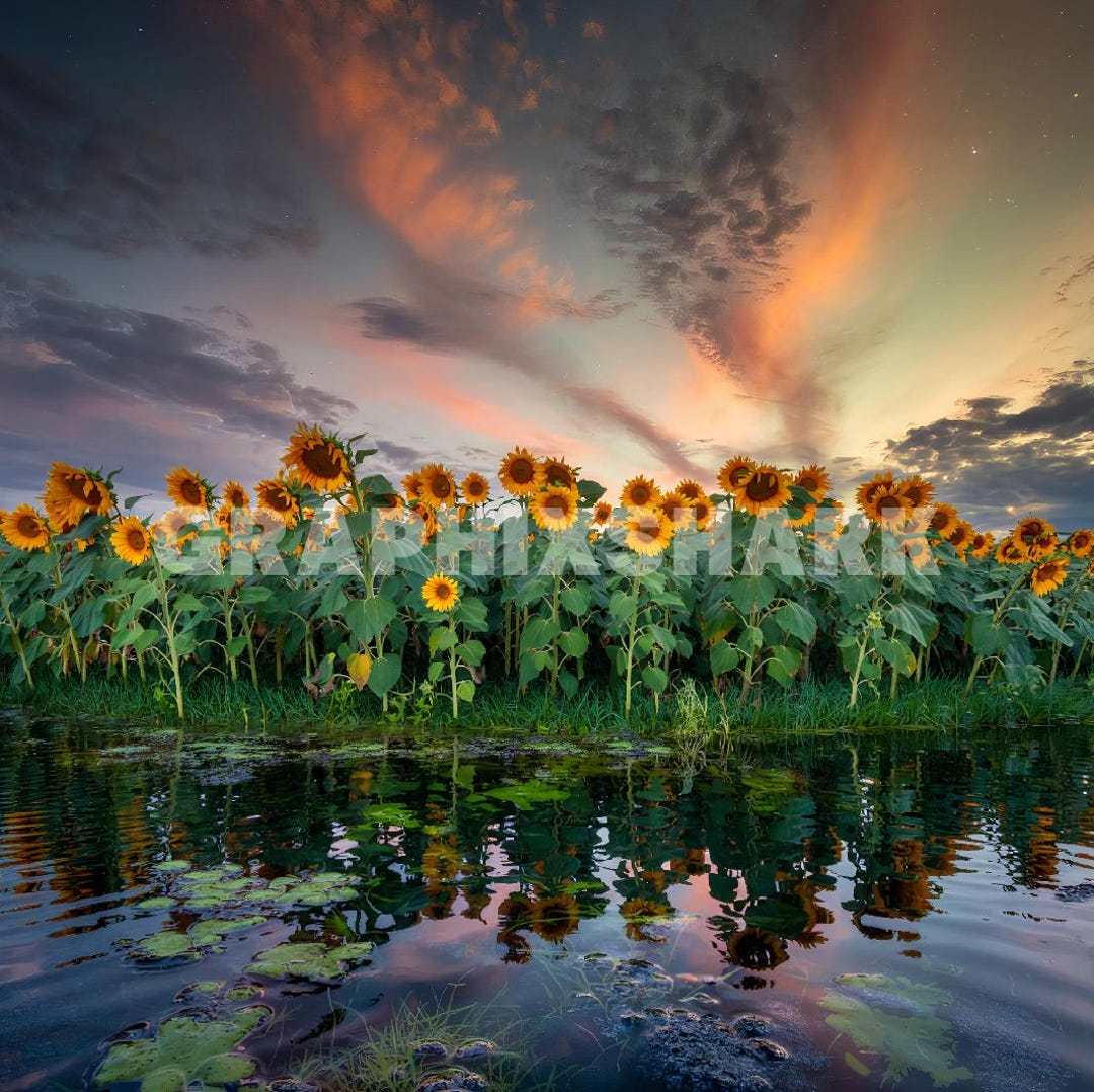 Sunflower Lake Reflection Background – Aurora Sky Nature Scene – Hi-res ...