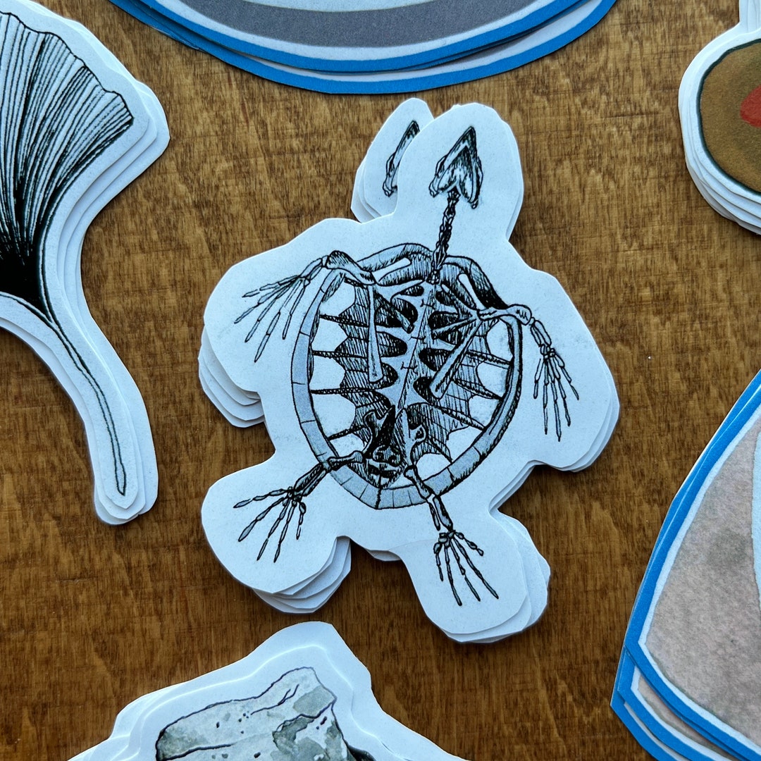 Sea Turtle Skeleton Sticker Vinyl Die Cut Laptop Water Bottle - Ink ...