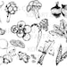 12 Vegetable Clipart for Commercial Use - Etsy