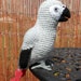 African Grey Parrot Crochet PATTERN USA Terms English Language - Etsy