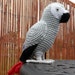 African Grey Parrot Crochet PATTERN USA Terms English Language - Etsy