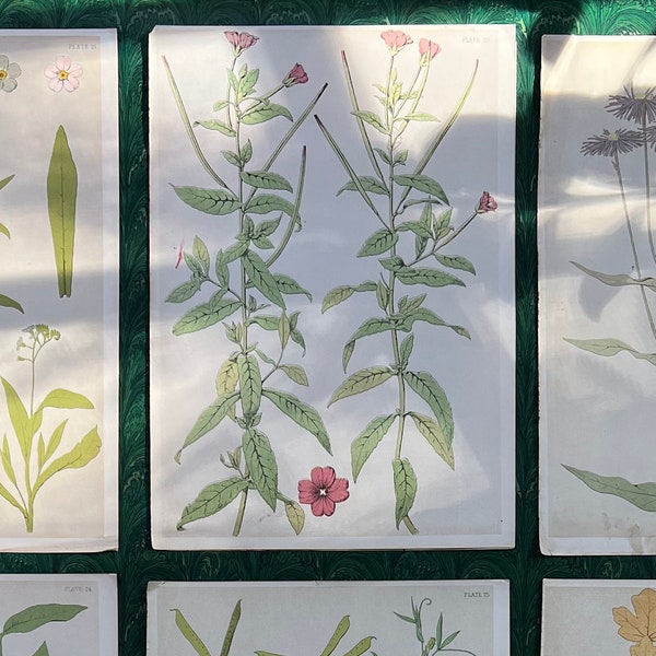 Botanical Book Plate - Etsy