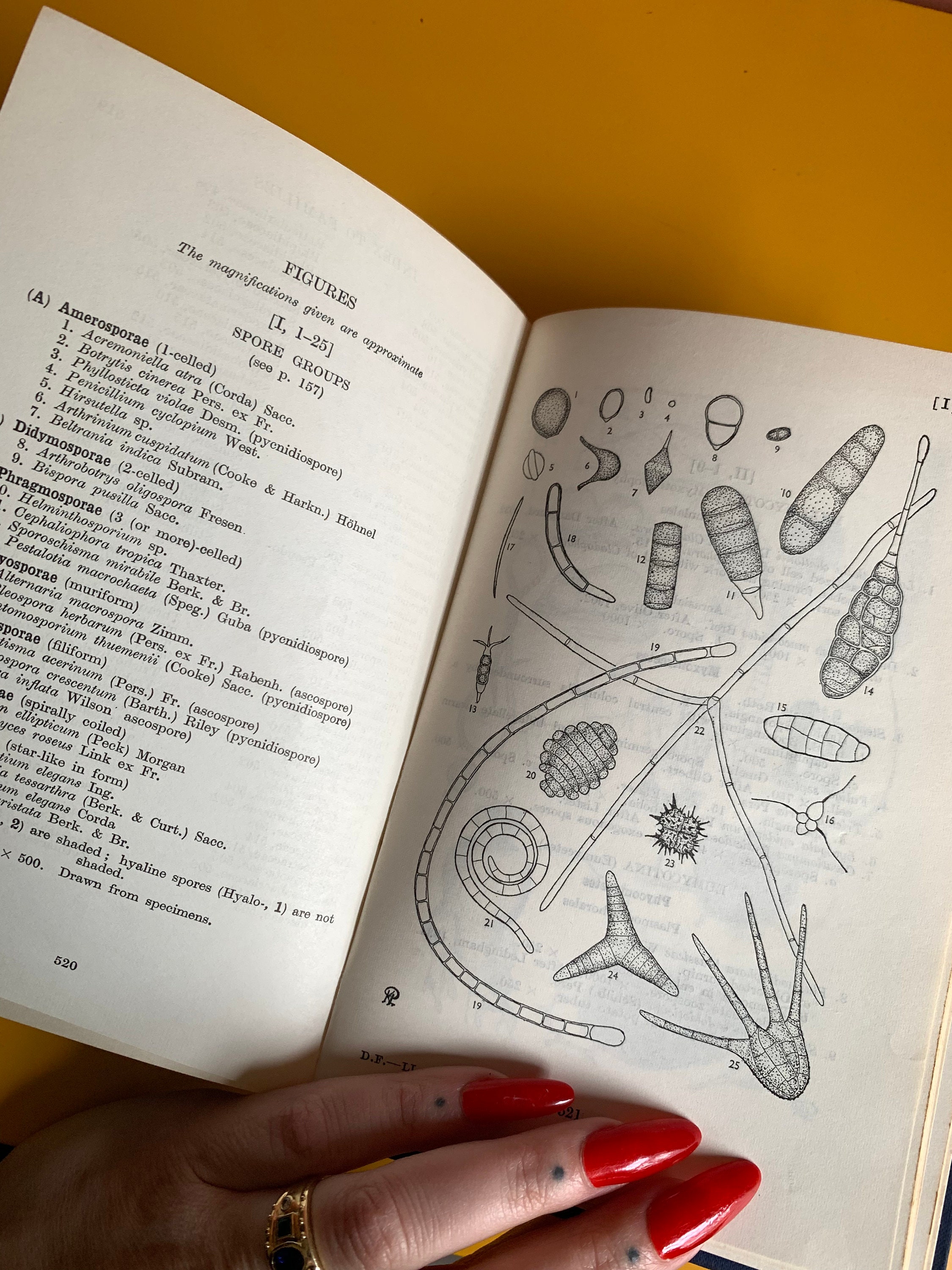 1960’s Dictionary of The Fungi Mushroom Book by Ainsworth