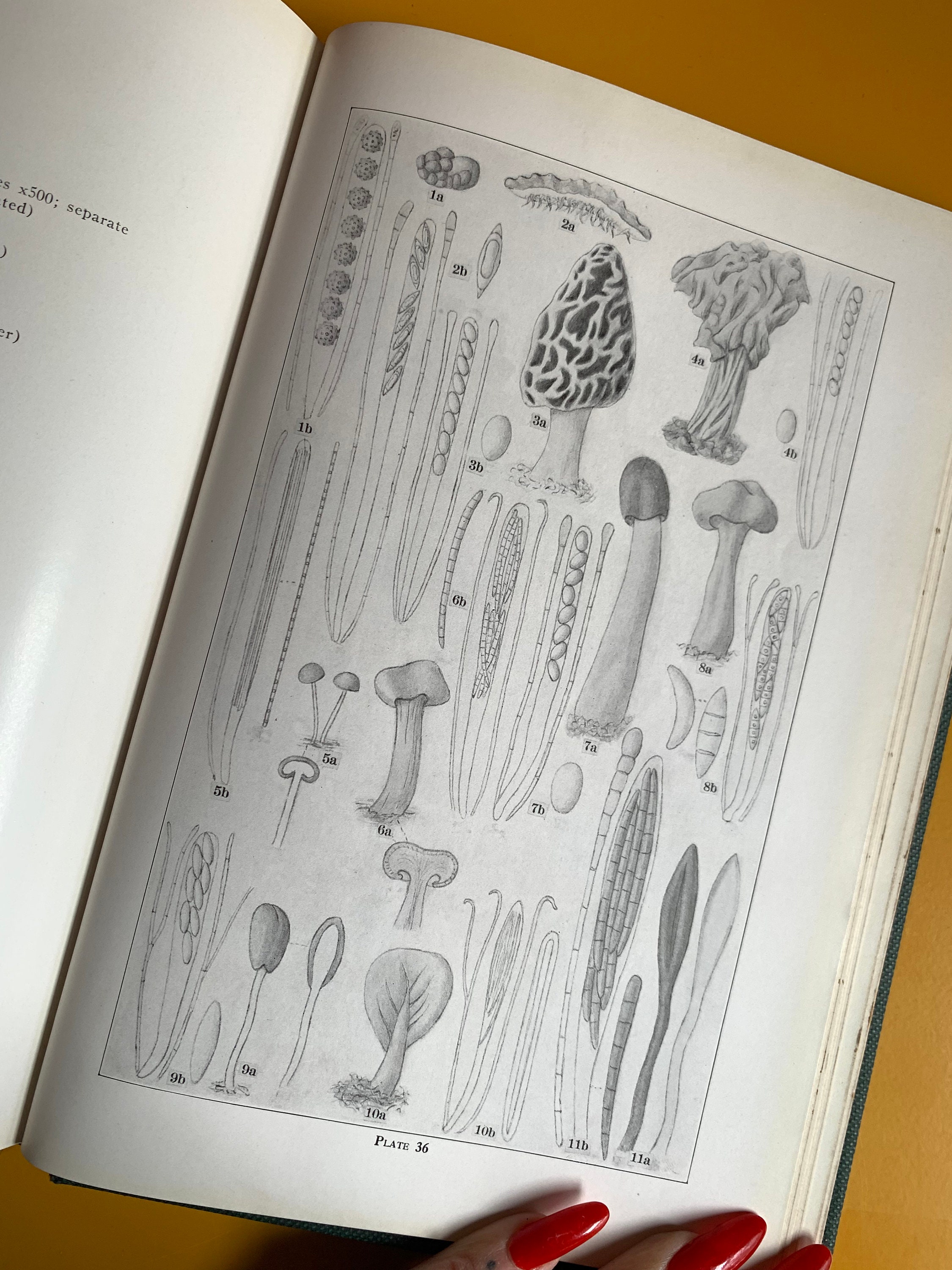 1930’s The Genera of Fungi Mushroom Book by Frederic E. Clements