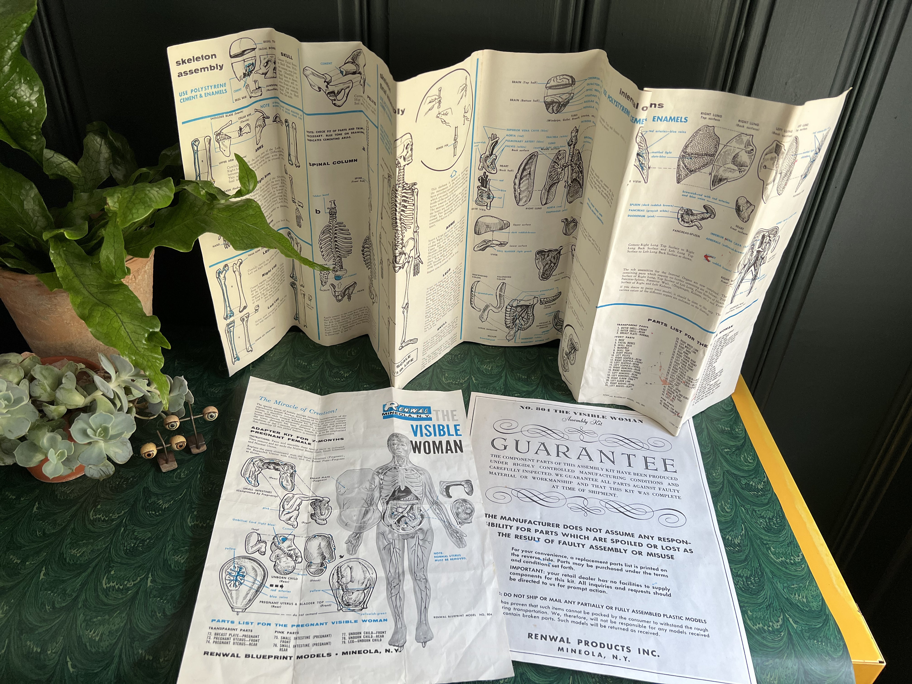 Fully Assembled & Painted 1950’s The Visible Woman Anatomy With ...