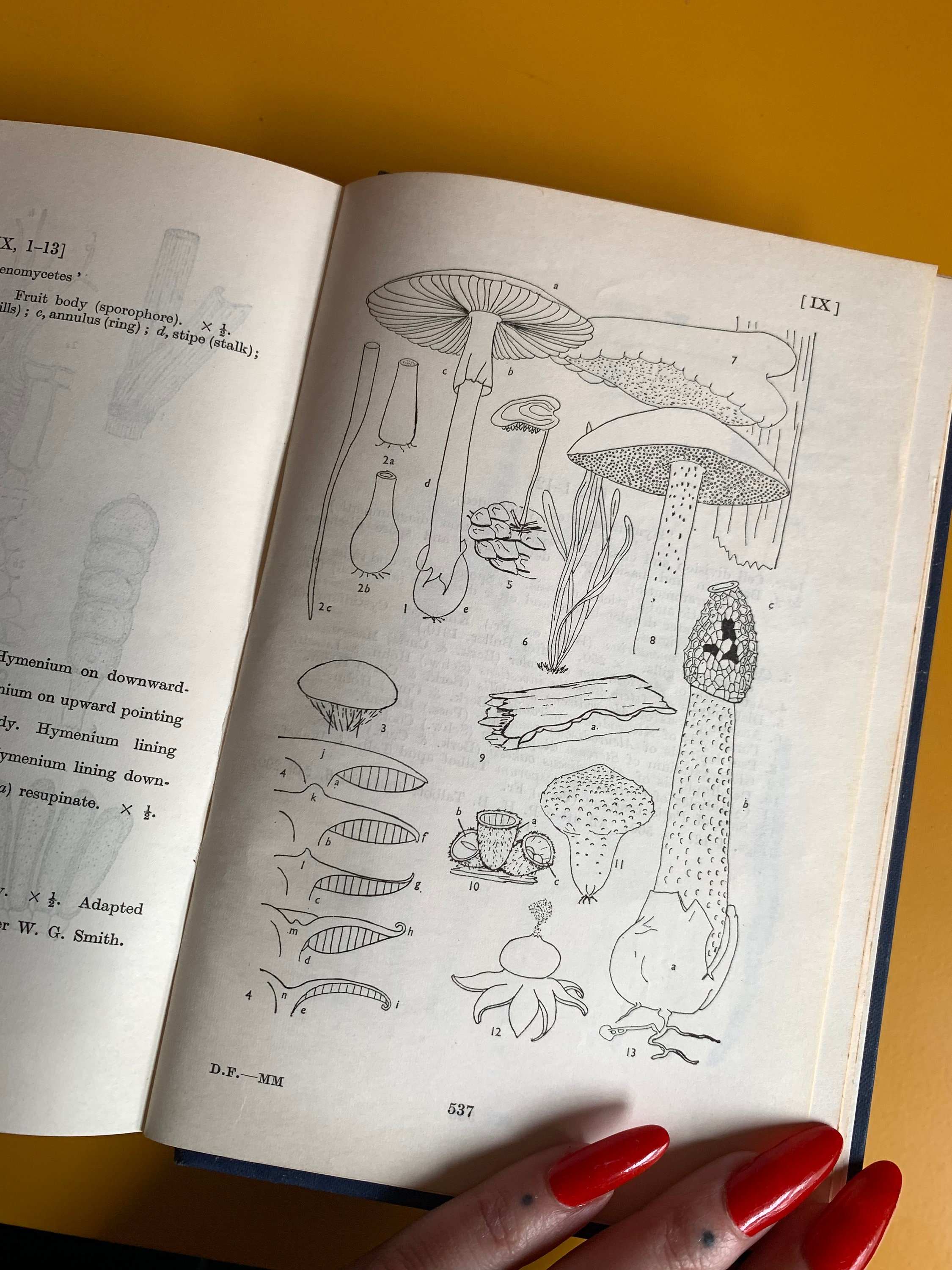 1960’s Dictionary of The Fungi Mushroom Book by Ainsworth