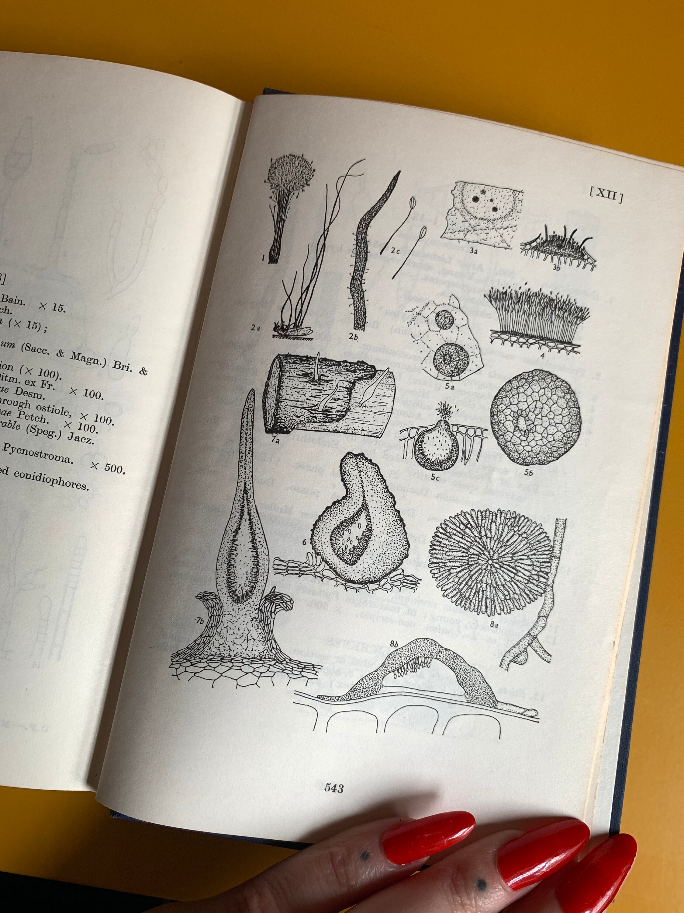 1960’s Dictionary of The Fungi Mushroom Book by Ainsworth