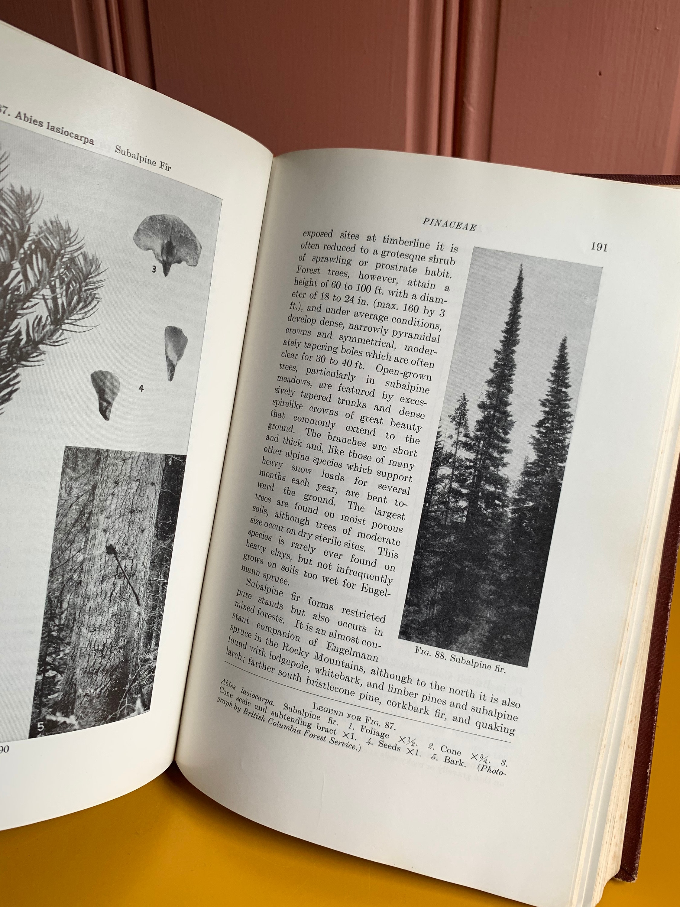 1950’s Forest Trees Textbook Of Dendrology