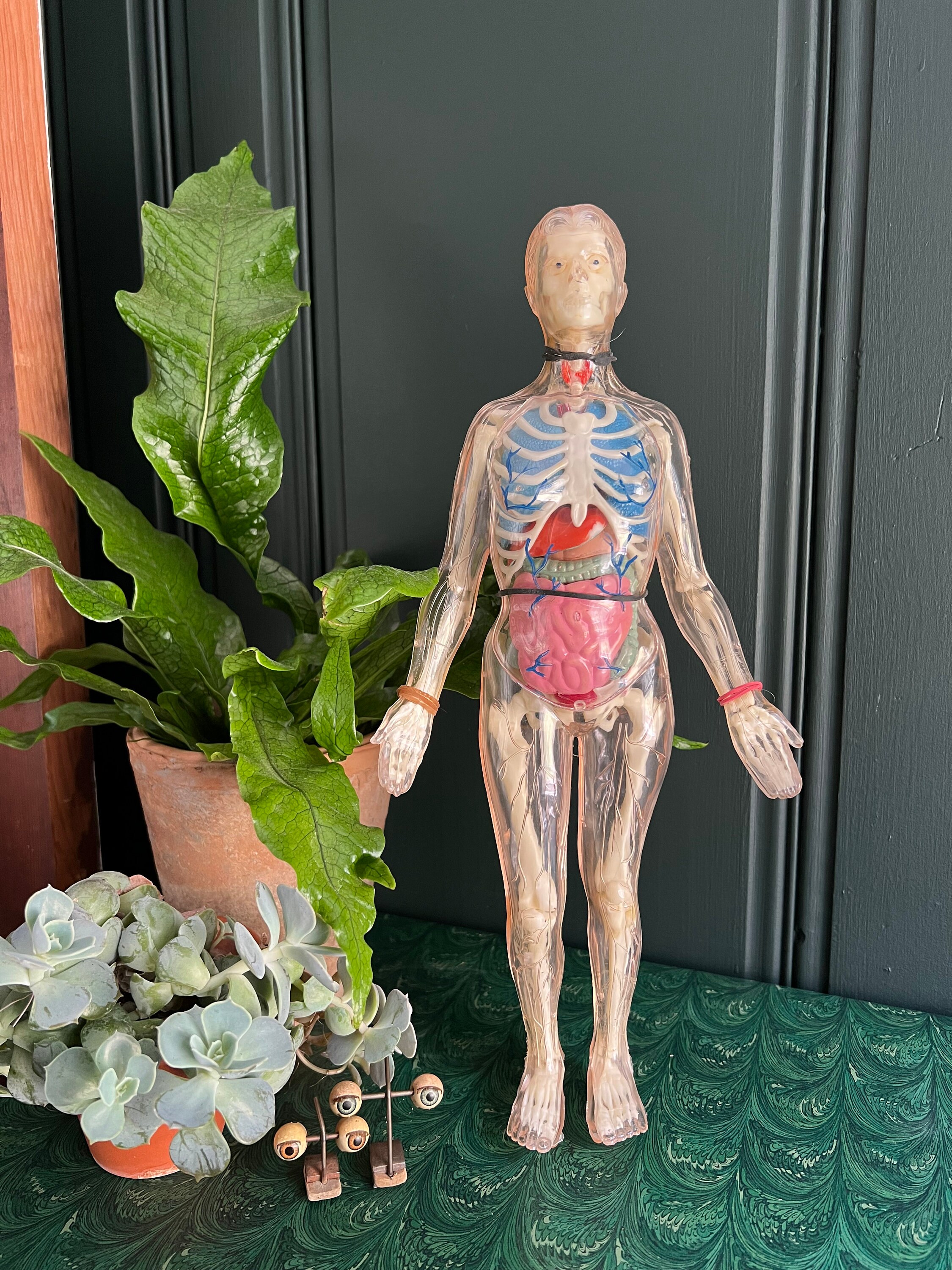 Fully Assembled & Painted 1950’s The Visible Woman Anatomy With ...