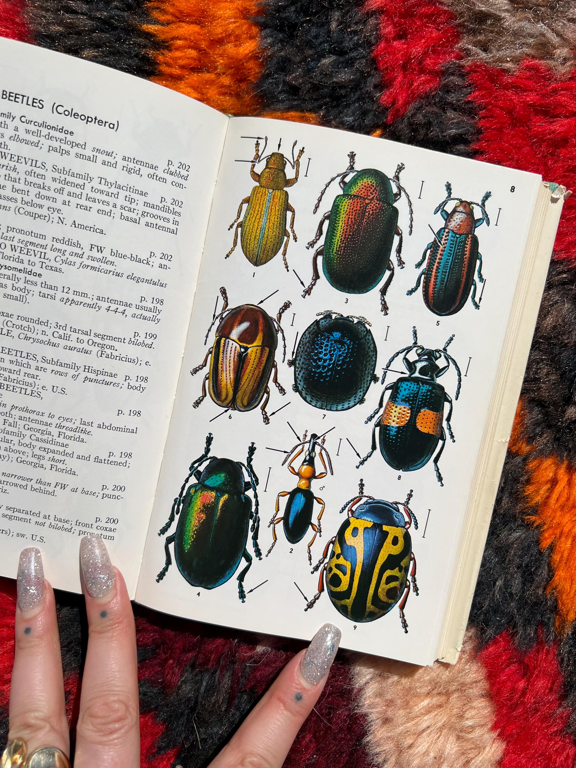 1970’s Peterson's A Field Guide To The Insects Of North America And Mexico