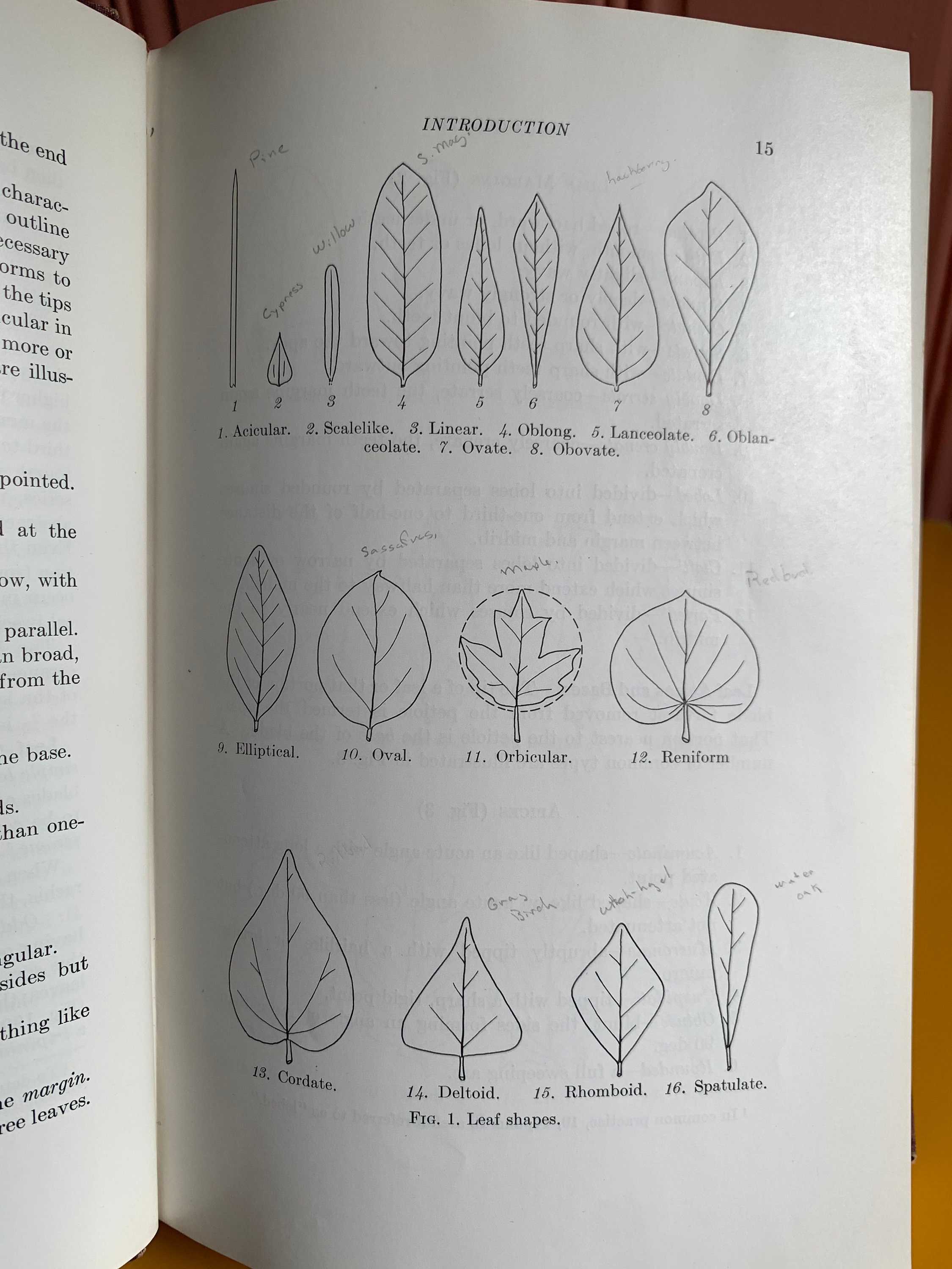 1950’s Forest Trees Textbook Of Dendrology