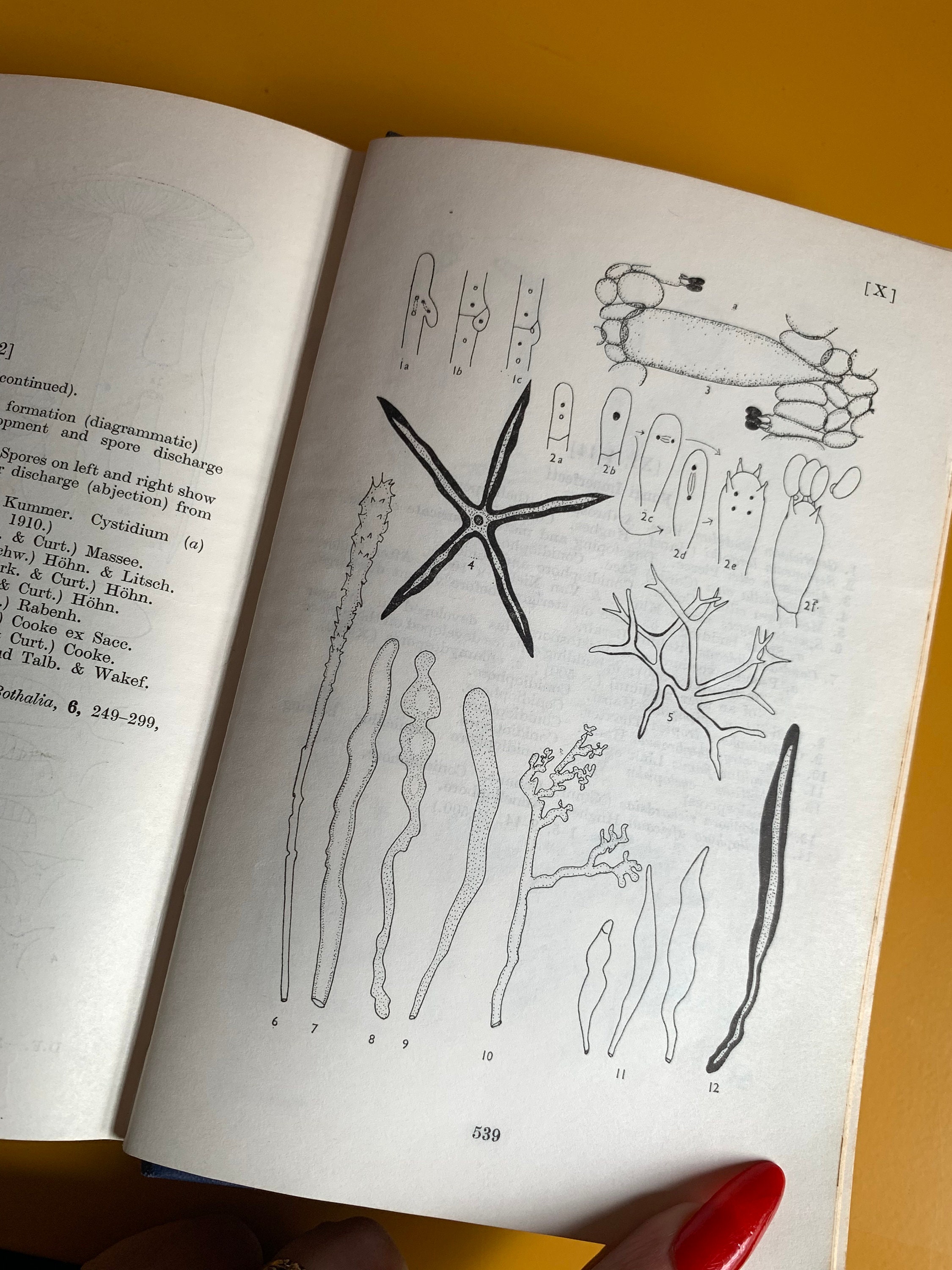 1960’s Dictionary of The Fungi Mushroom Book by Ainsworth