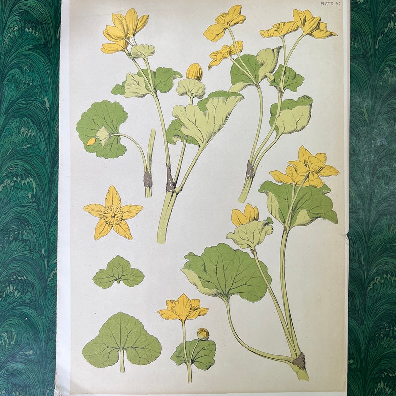 Botanical Book Plate - Etsy
