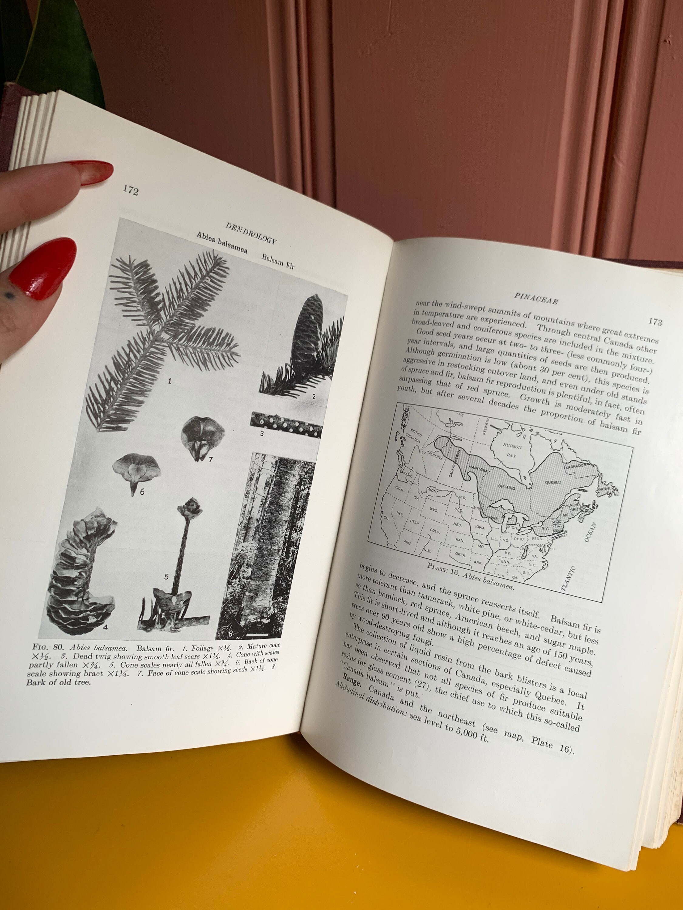 1950’s Forest Trees Textbook Of Dendrology