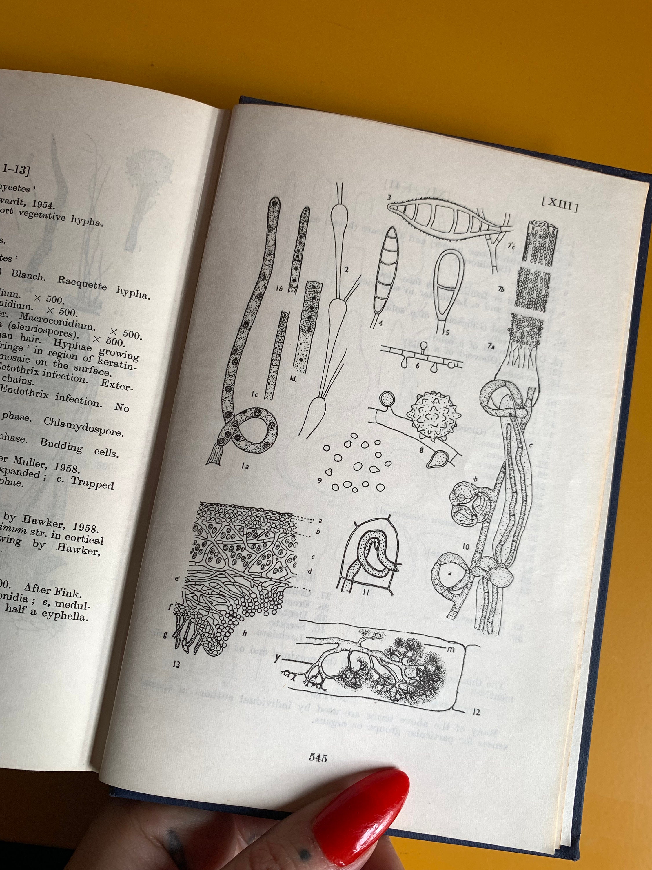 1960’s Dictionary of The Fungi Mushroom Book by Ainsworth