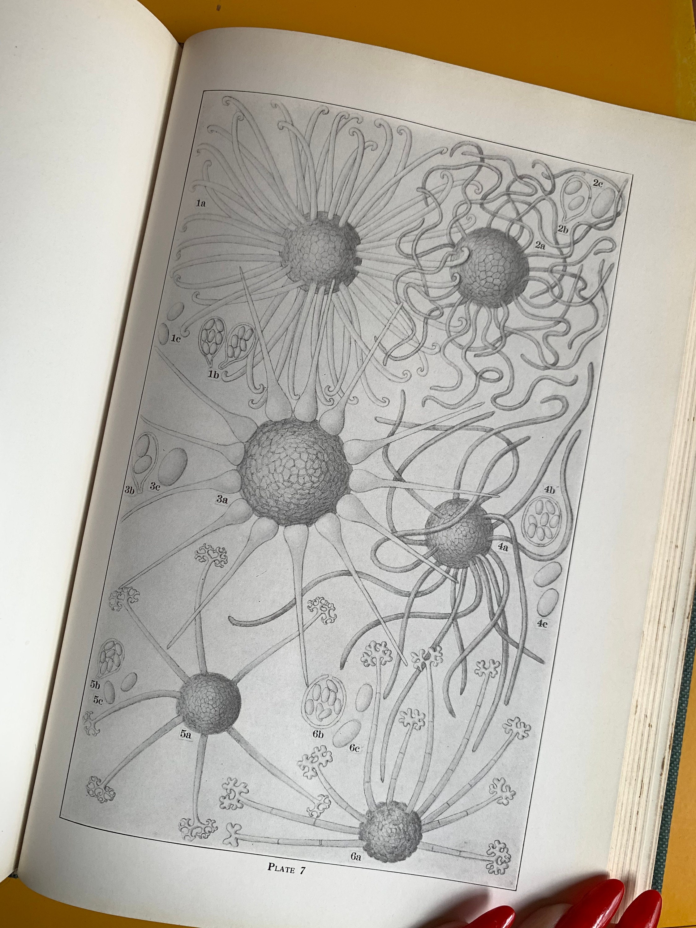 1930’s The Genera of Fungi Mushroom Book by Frederic E. Clements