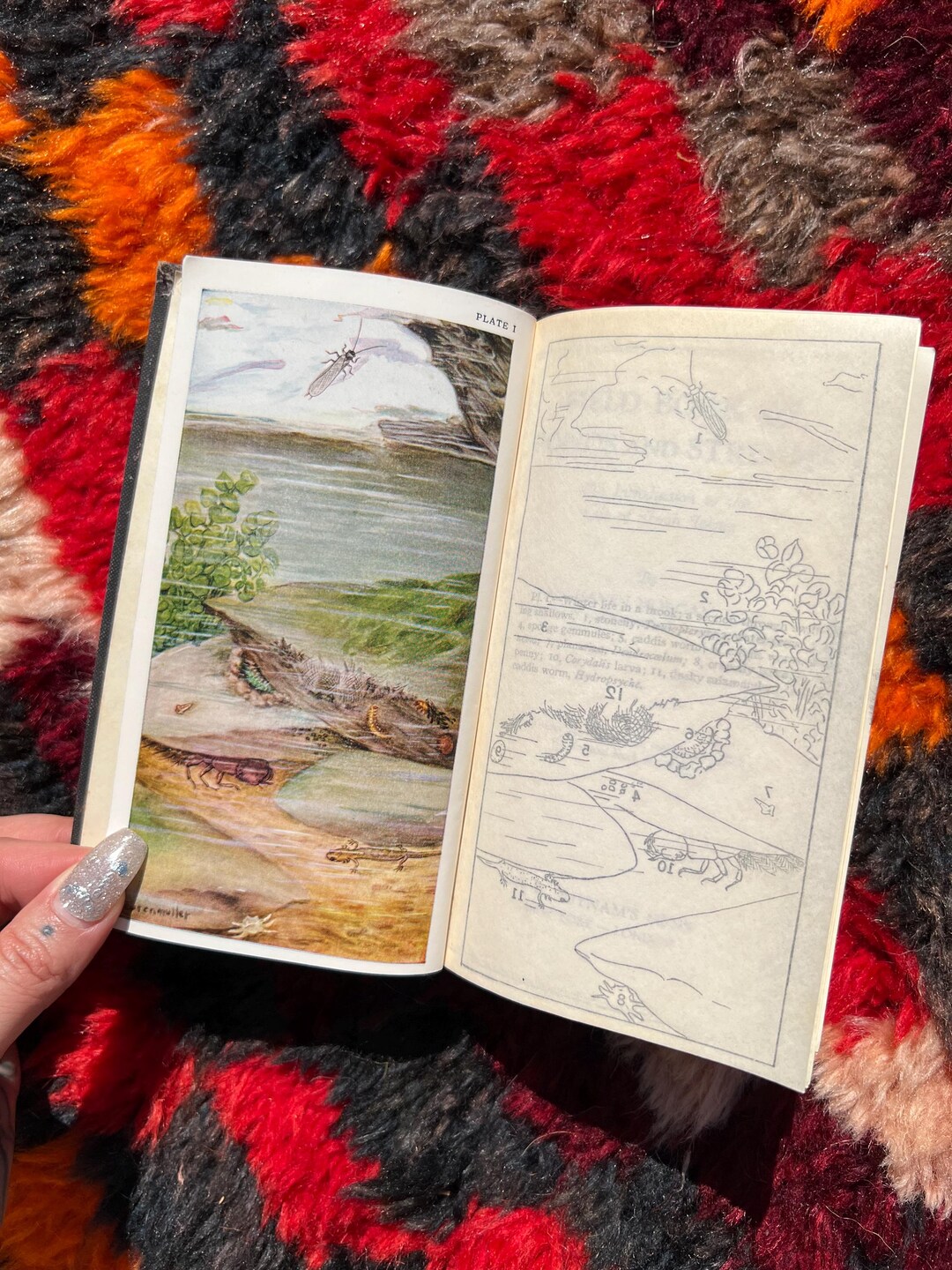 1930's First Edition Field Book of Ponds and Streams - Etsy
