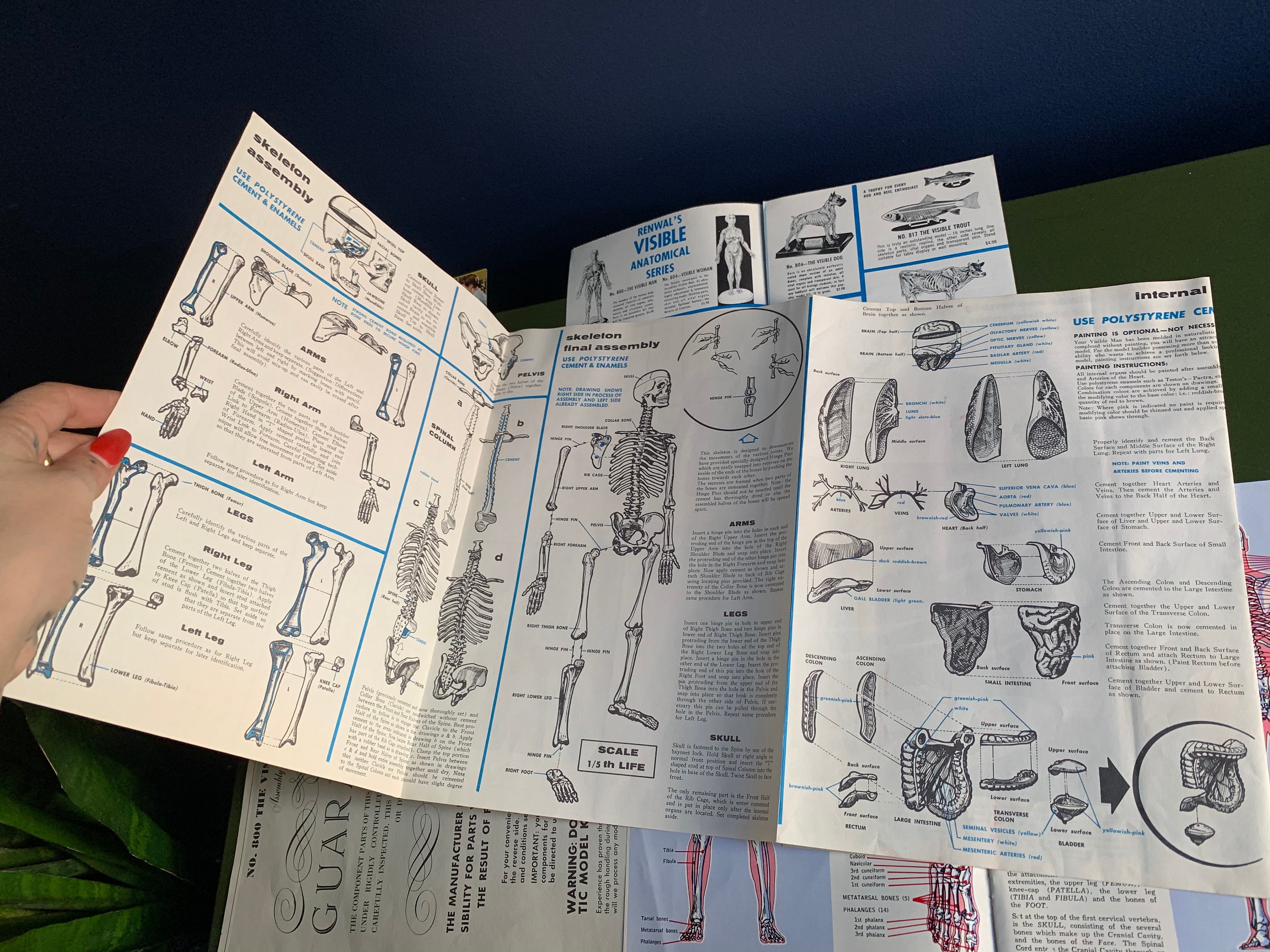 1950’s The Visible Man Anatomy Science Project Model With Original Box
