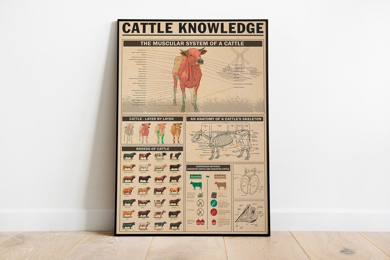 Cattle Knowledge Breeds of Cattle Poster Vintage Cattle Wall - Etsy