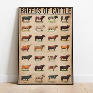 Breeds of Cattle Poster, Cattle Knowledge, Vintage Cattle Wall Art ...
