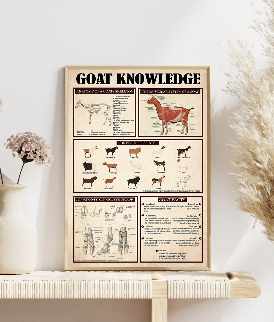 Goat Knowledge Poster, Part of the Goat, Breeds of Goat, Goat Muscular ...