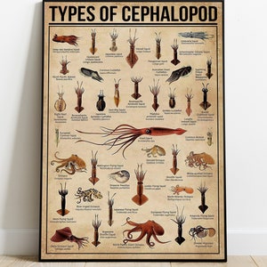 Types of Cephalopod Print, Cephalopod of the World, Cephalopod ...