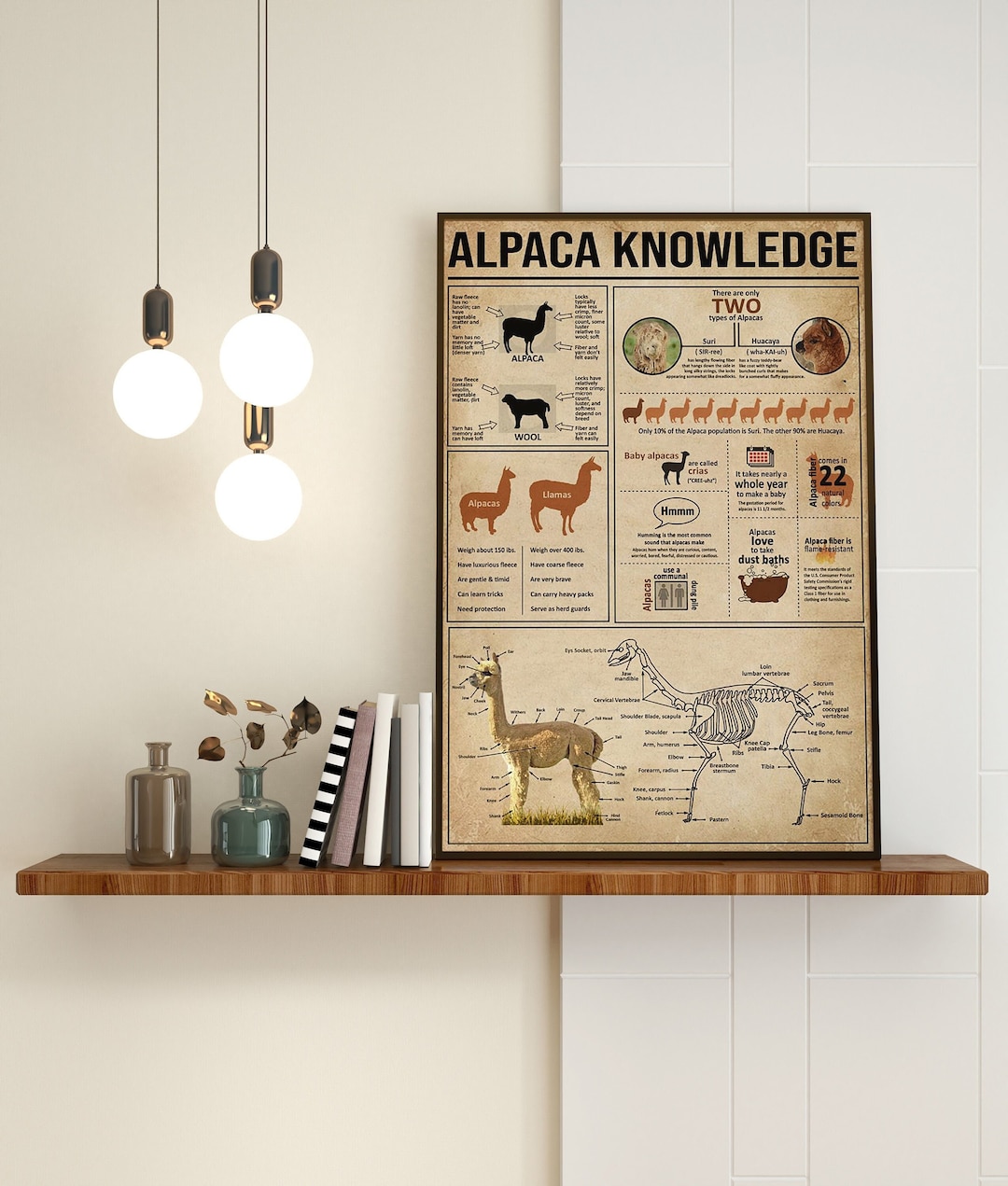 Alpaca Knowledge Print, Alpaca Vs Llamas, Anatomy of A Alpaca, Alpaca ...