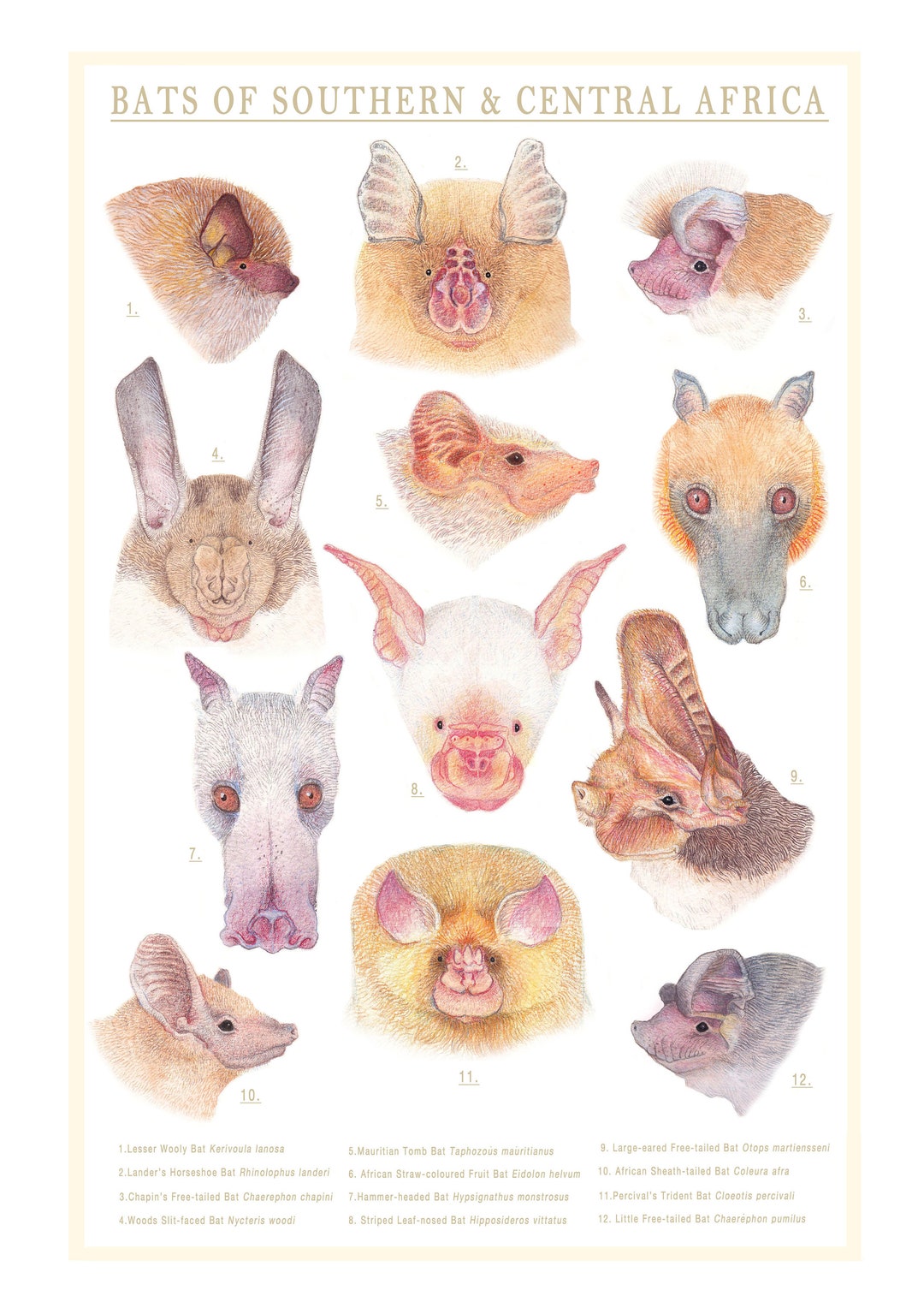 Bats of Africa - Etsy
