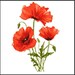Poppy Bouquet - Downloadable Cross Stitch Pattern - Etsy
