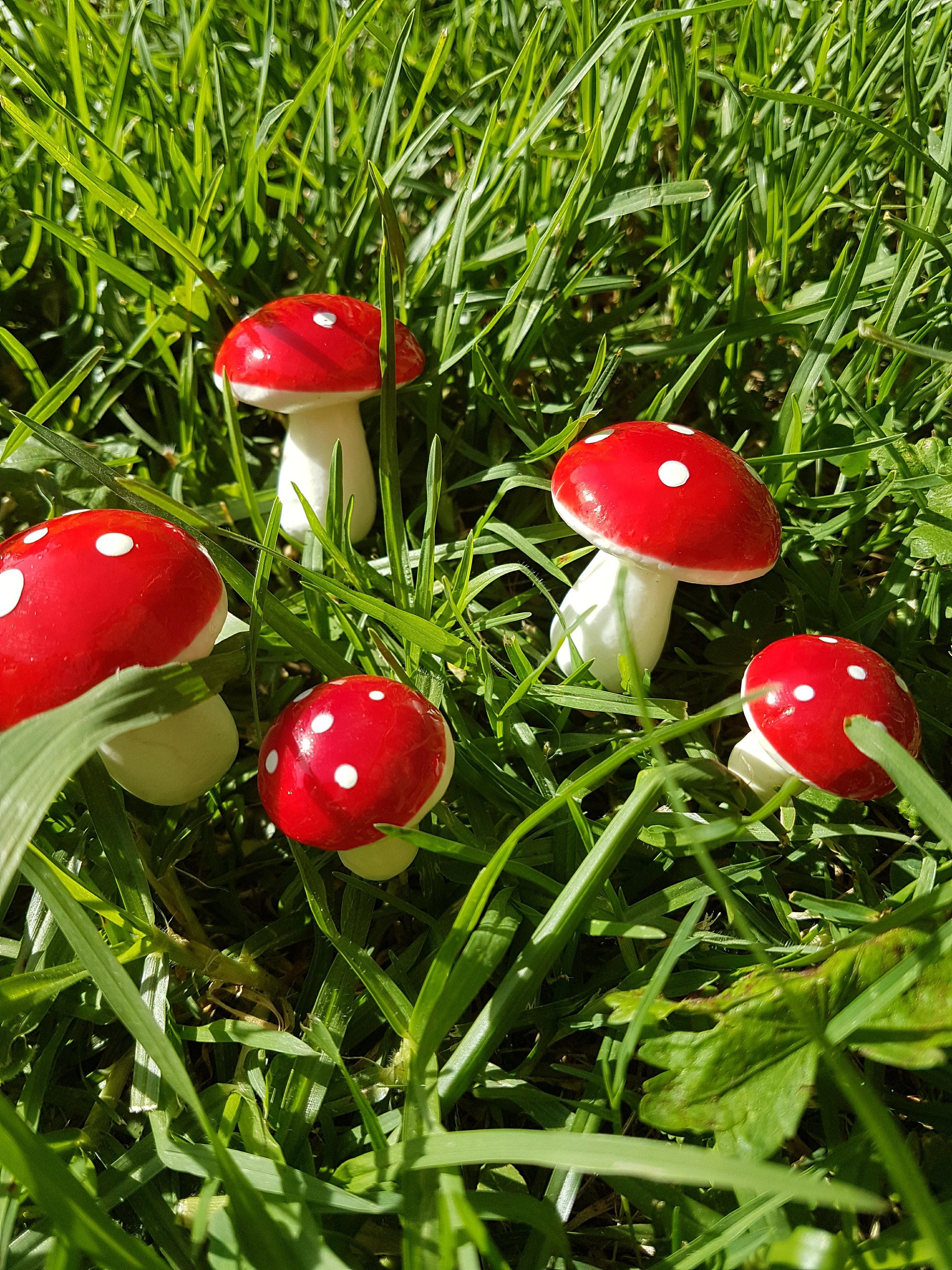 Mini toadstool red and white toadstool woodland birthday | Etsy