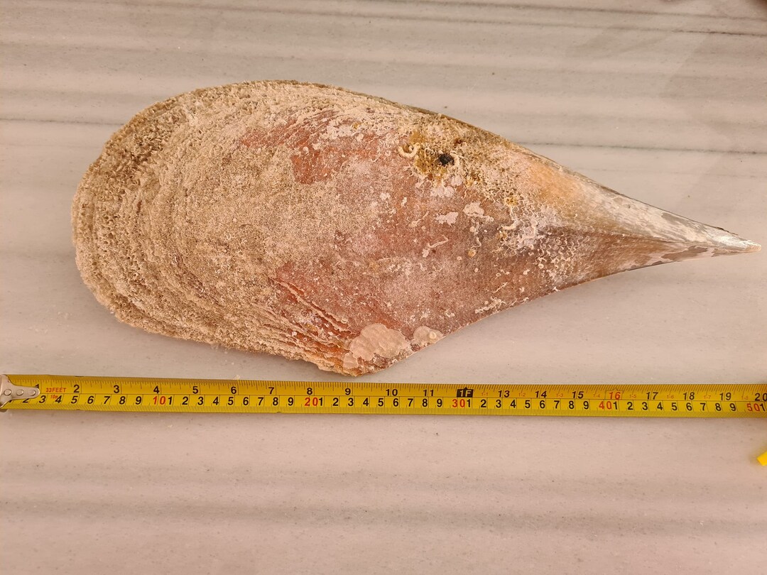 A Very Rare Pinna Nobilis Shell 50cm. Unique in Its Kind. - Etsy