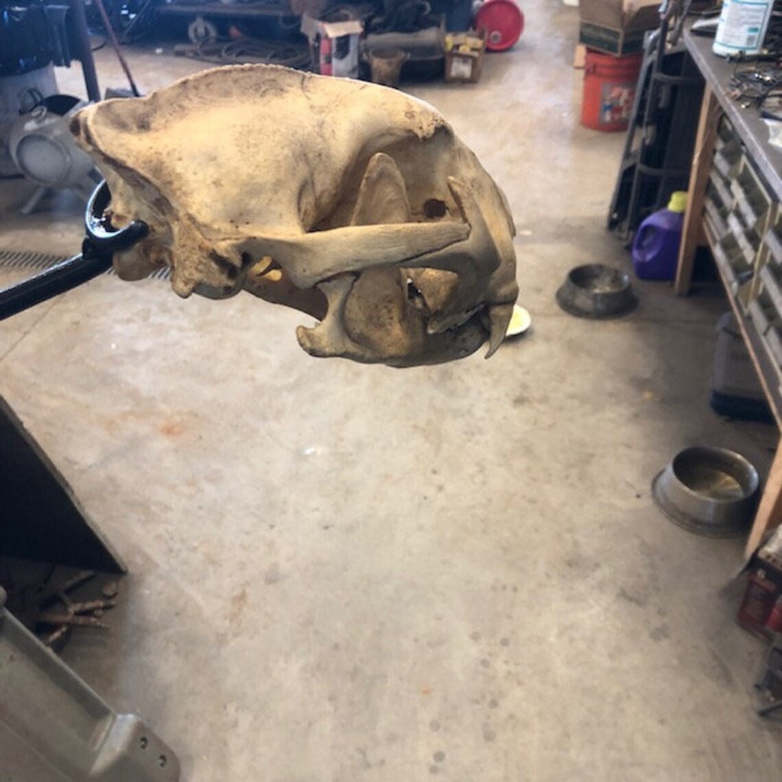 European Wall Mount Arrowhead Bracket Arrow Skull Mount Wall - Etsy