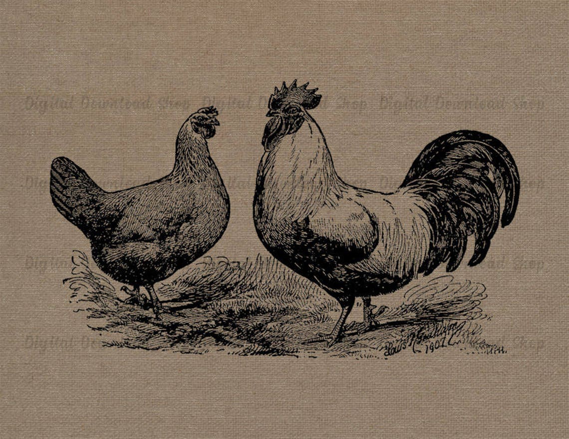 Hen and Rooster Vintage Printable Art Chicken Transfer Image - Etsy