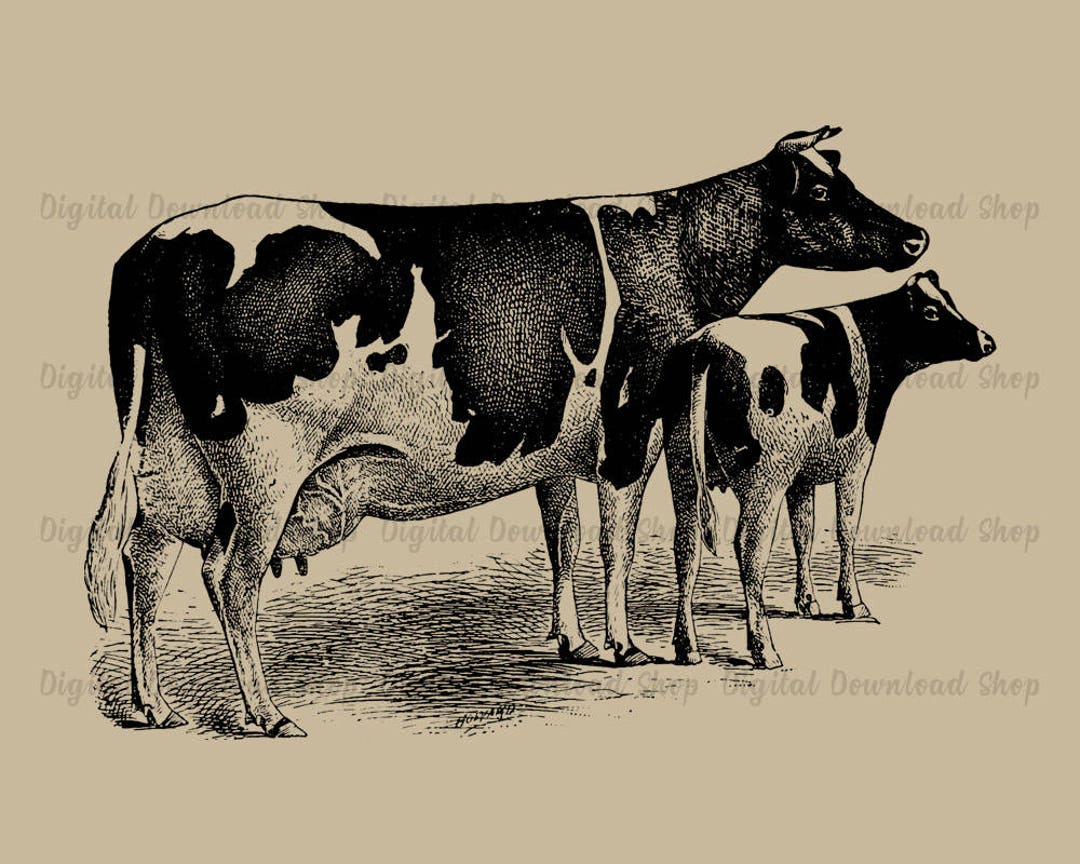 Cow and Calf Vintage Printable Art, Cow Transfer Image, Farm Animal ...