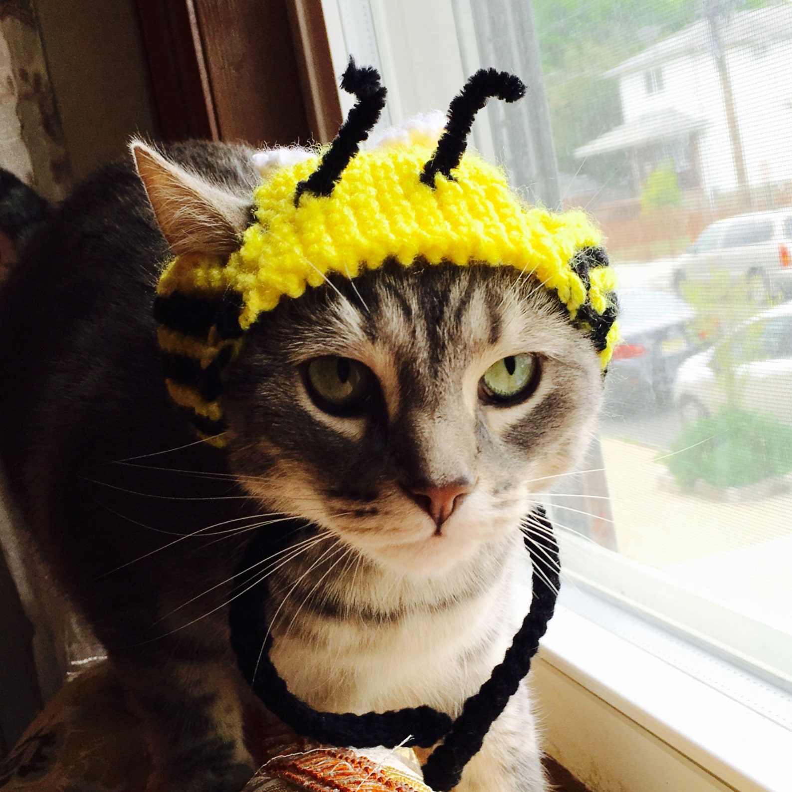 Bee cat hat Bee Bee hat cat hat hat for cats and small | Etsy