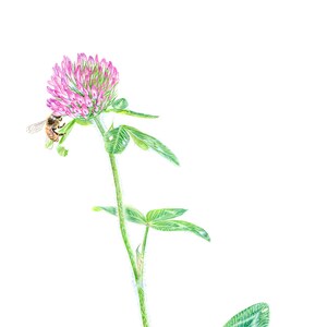 Red Clover Watercolor Print, Botanical Illustration, Fine Art Print ...