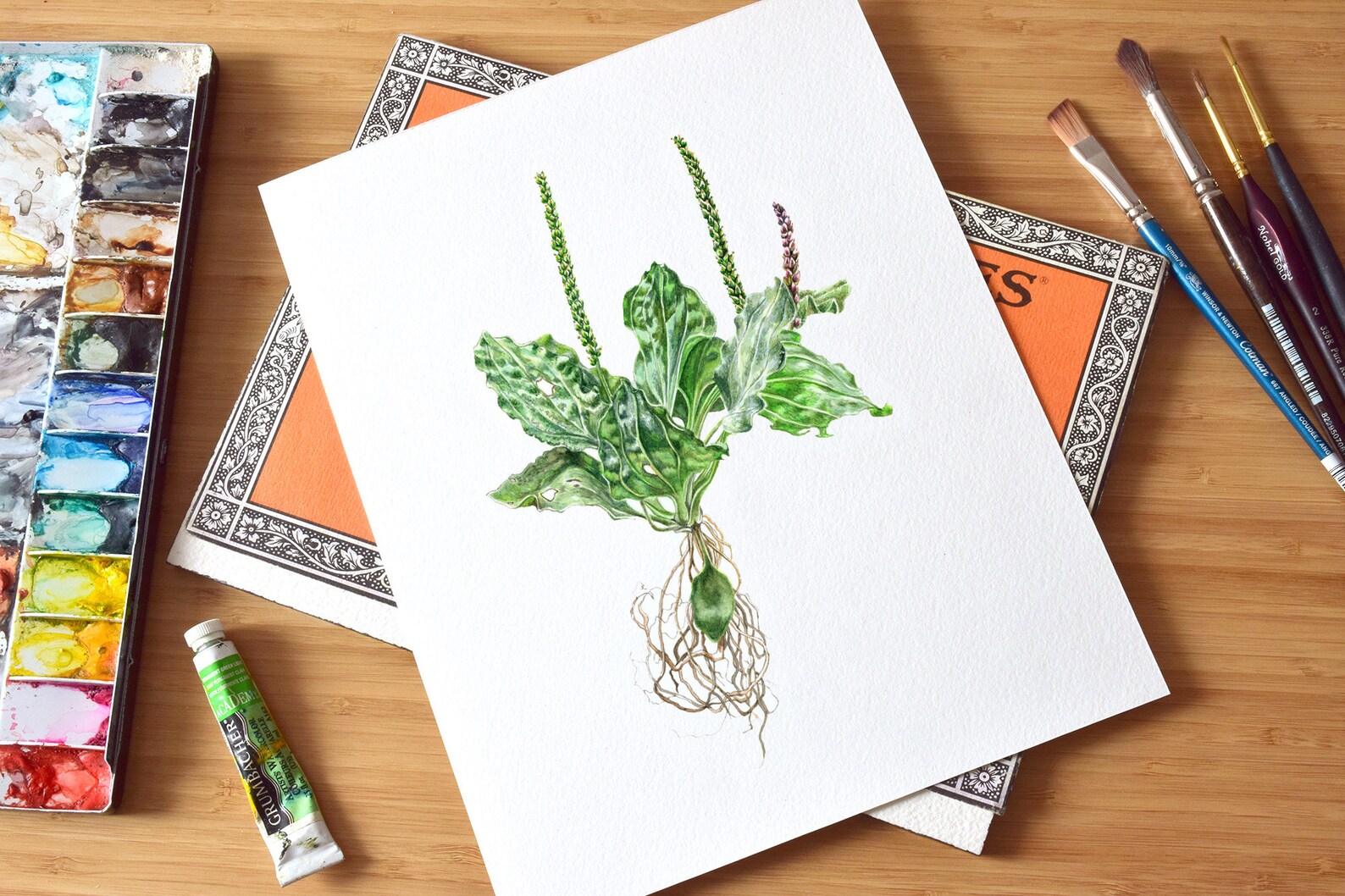 Plantain Botanical Illustration, Fine Art Watercolor Print, Common Weed ...