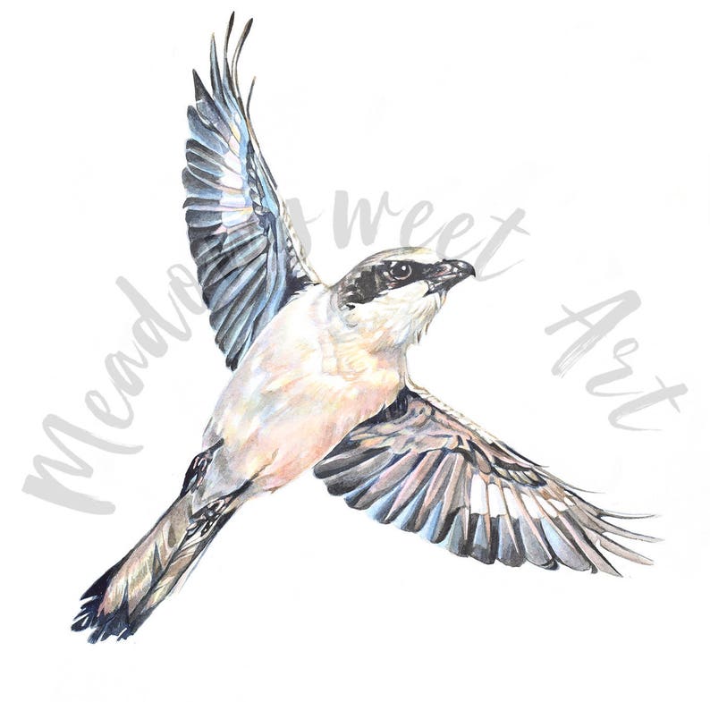 Loggerhead Shrike Watercolor Print, Fine Art Giclee, Prairie Western ...