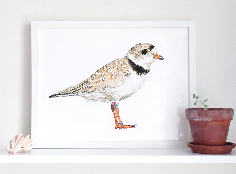 Piping Plover Watercolor Fine Art Print Canadian Shorebird - Etsy