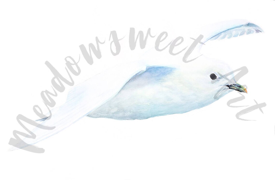Ivory Gull, Bird Watercolor Print, Seabird Flying, Bright Light Minimal ...