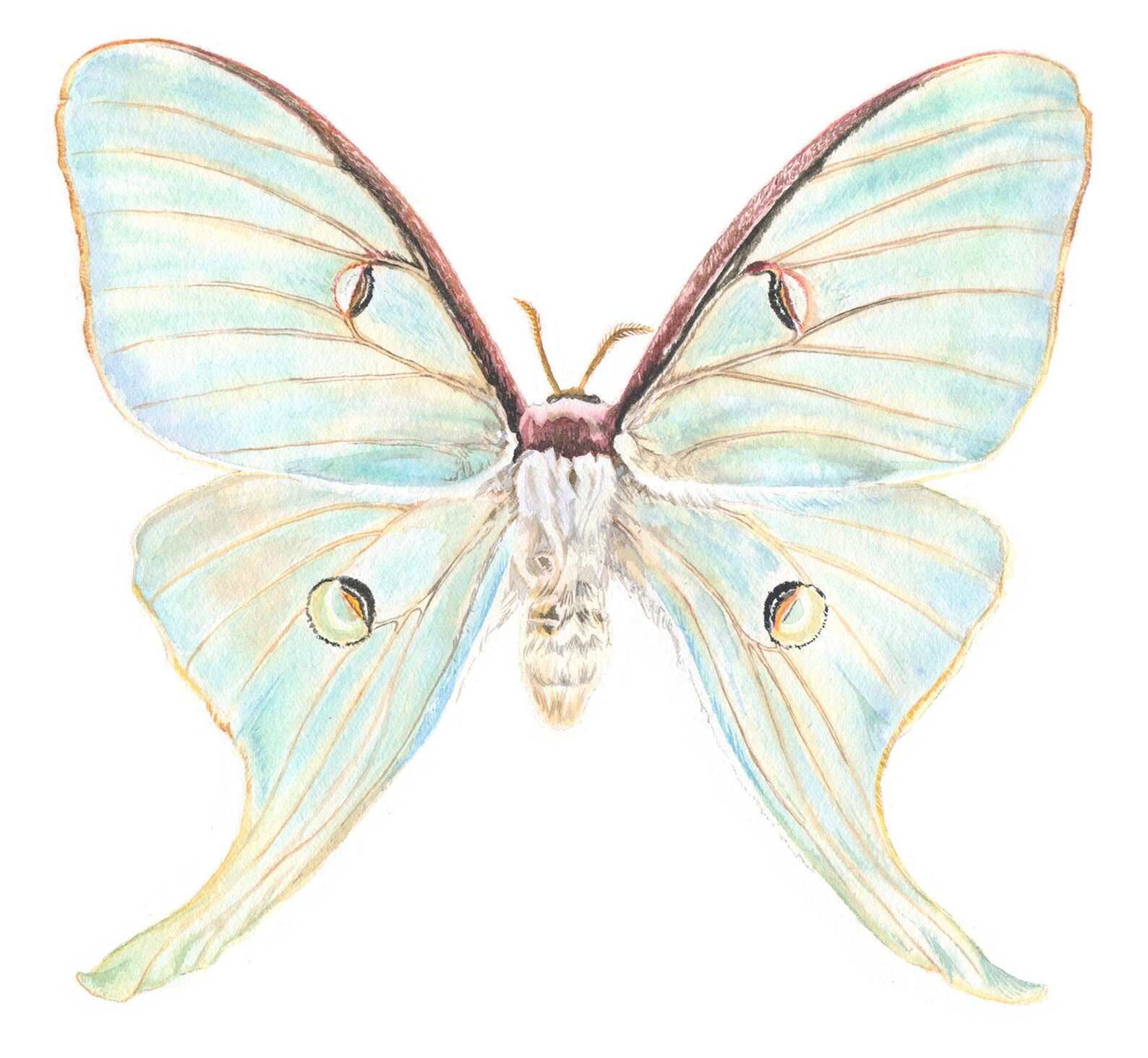 Luna Moth Watercolor Print, Butterfly Painting, Fine Art Print, Giclée ...