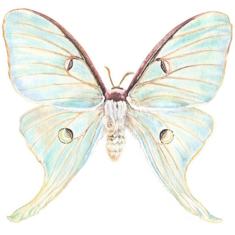 Luna Moth Art - Etsy