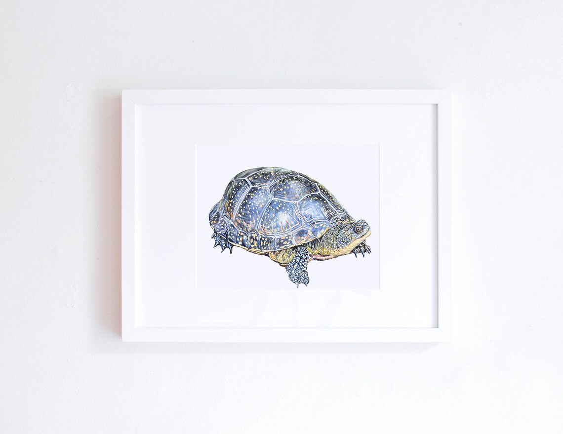 Realistic Turtle Painting, Blanding's Turtle Fine Art Watercolor Print ...
