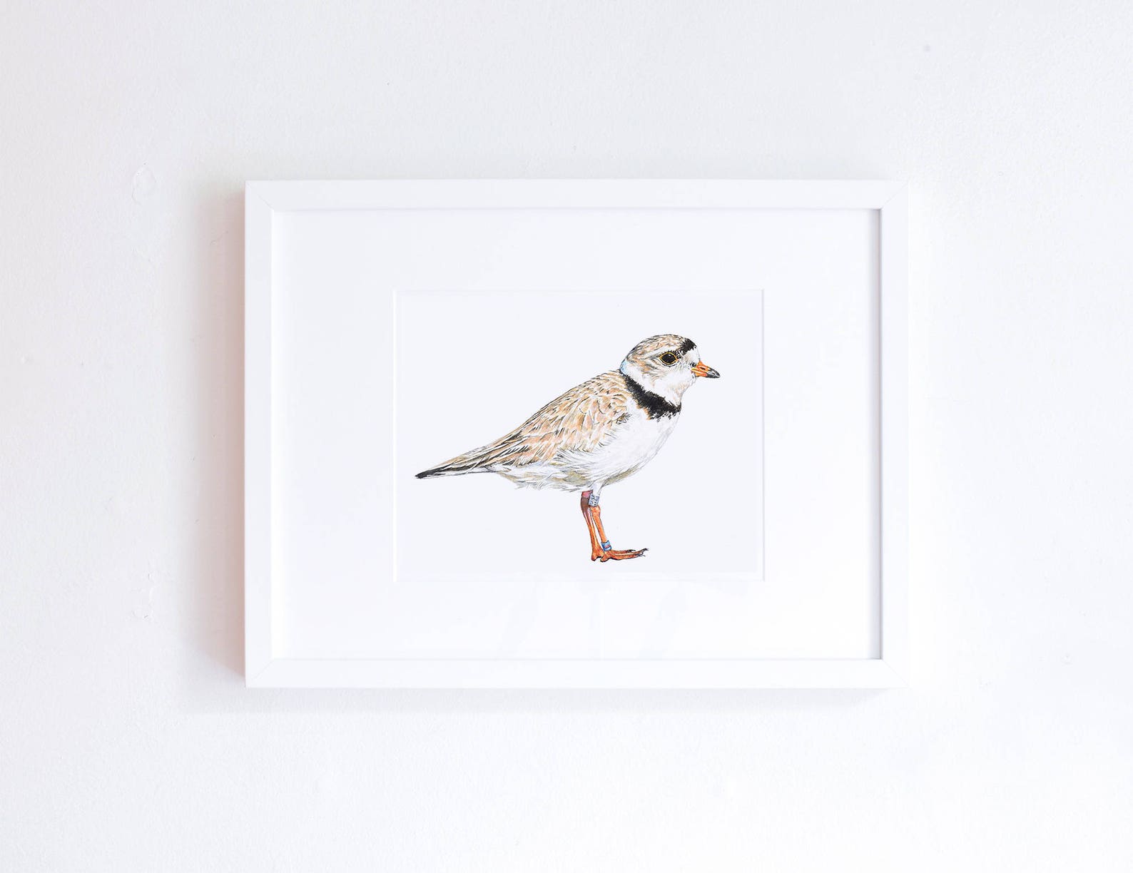 Piping Plover, Watercolor Fine Art Print, Canadian Shorebird ...