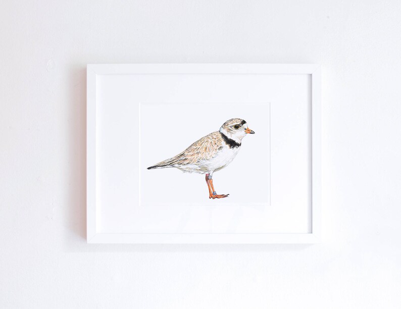 Piping Plover Watercolor Fine Art Print Canadian Shorebird - Etsy